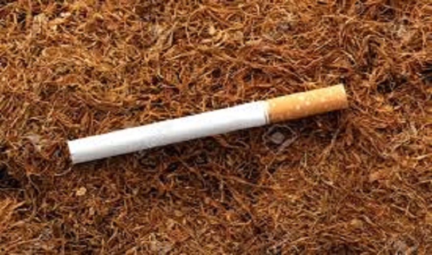 Albania TimesNikotina dhe katër përfitimet prej saj - Albania Times